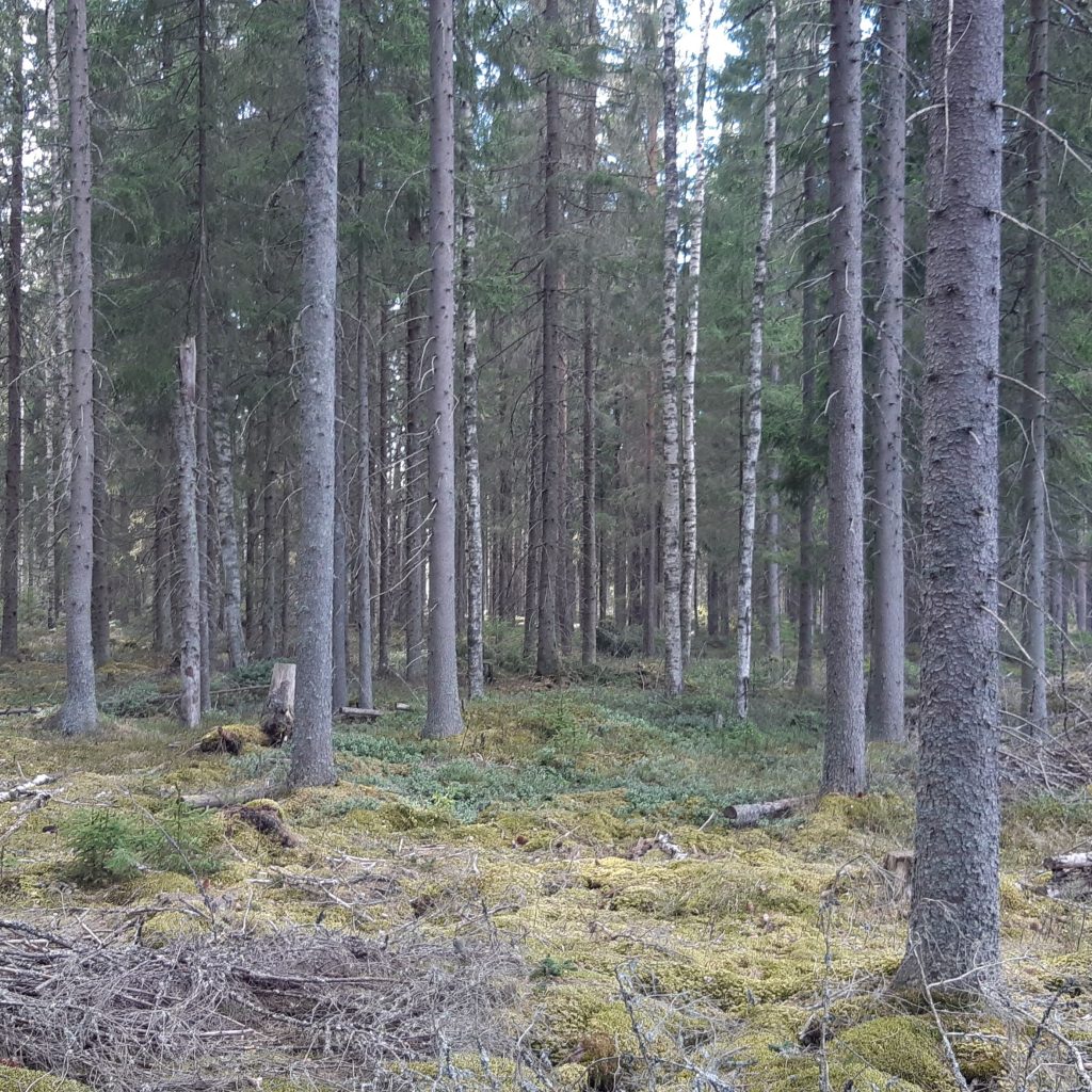 Turun yliopiston Luonto2100-rahasto osti suojeltavaa metsää ...